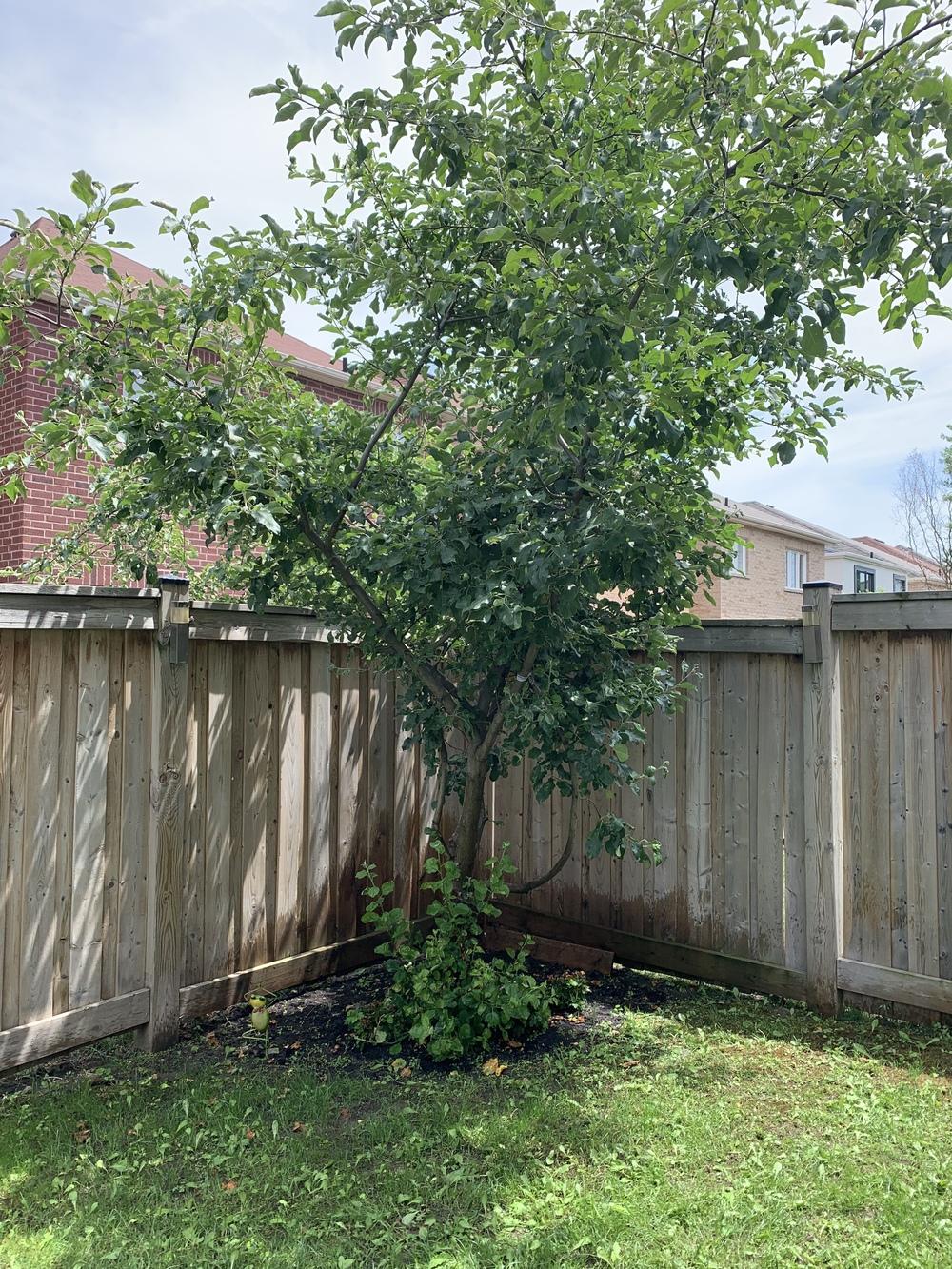 Apple tree sick in the Ask a Question forum - Garden.org