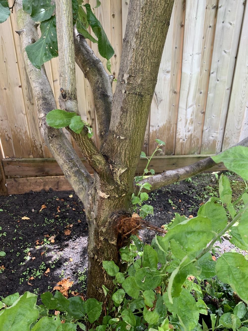 Apple tree sick in the Ask a Question forum - Garden.org