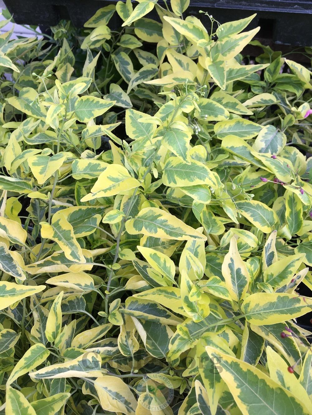 Potato Vine (Solanum laxum 'Yellow Zebra') - Garden.org