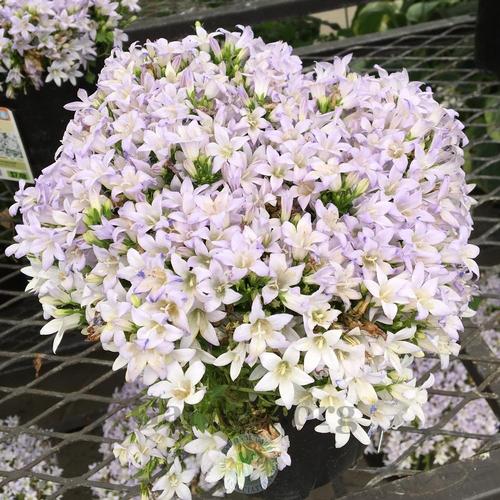 Dalmatian Bellflower (Campanula portenschlagiana Ambella® White) in the ...