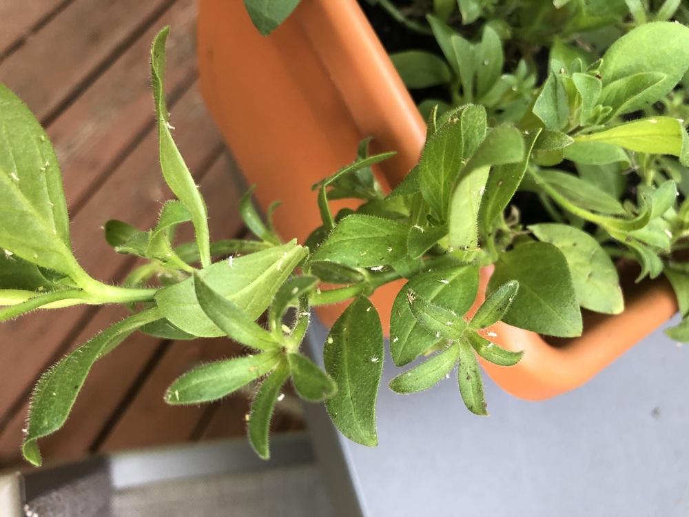 Please help with petunia pests/disease! in the Annuals forum - Garden.org