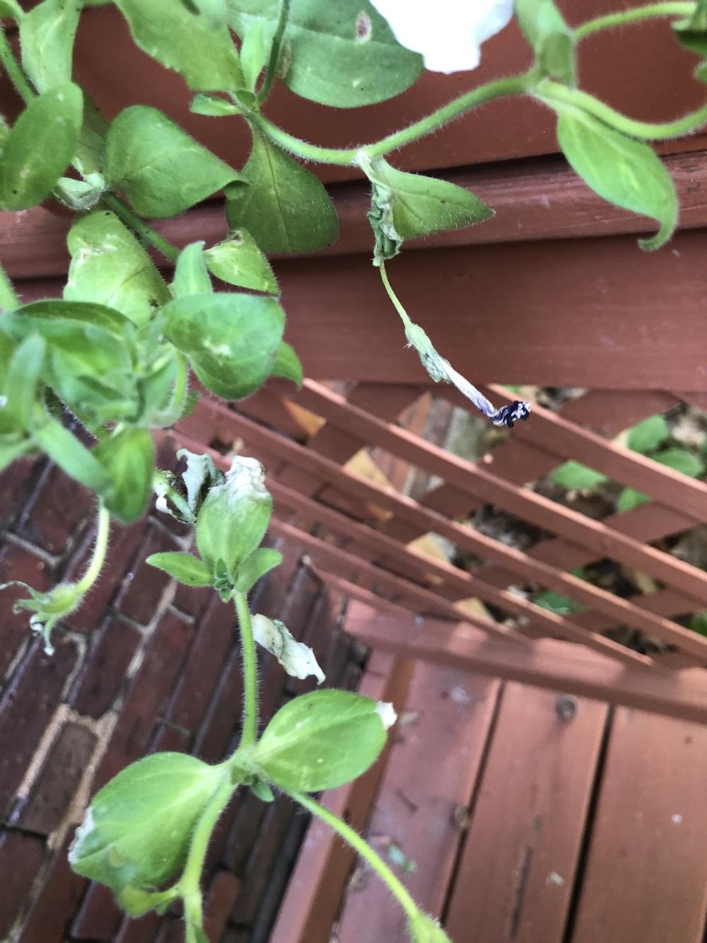 Please help with petunia pests/disease! in the Annuals forum - Garden.org