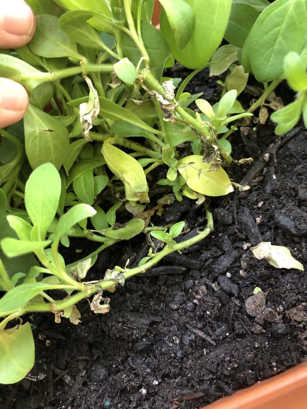 Please help with petunia pests/disease! in the Annuals forum - Garden.org