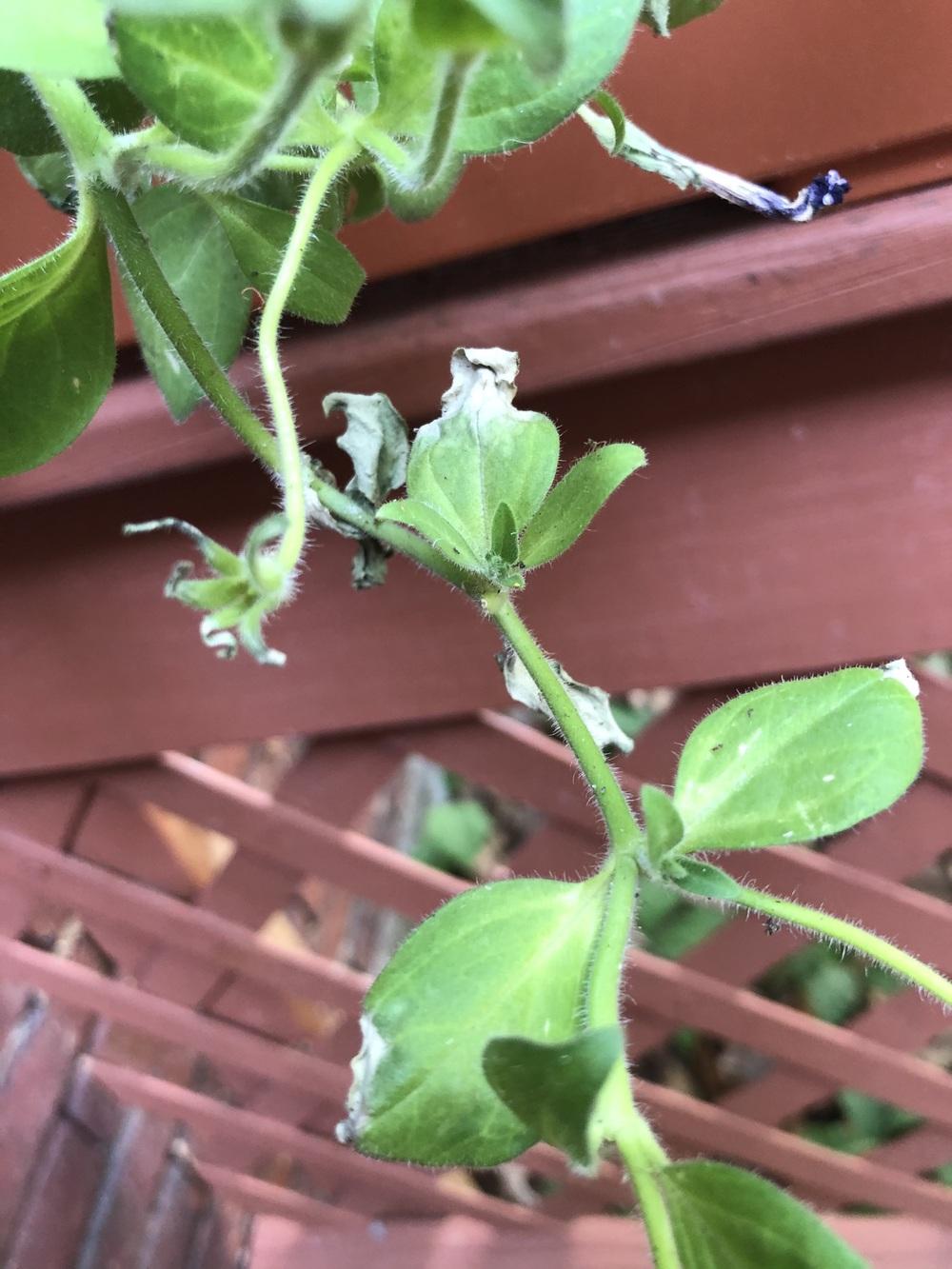 Please help with petunia pests/disease! in the Annuals forum - Garden.org