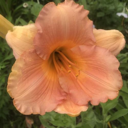 Daylily (Hemerocallis 'Amethyst Sunset') in the Daylilies Database ...