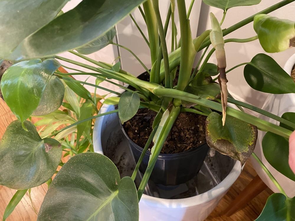 Monstera Looking Funny in the Houseplants forum - Garden.org