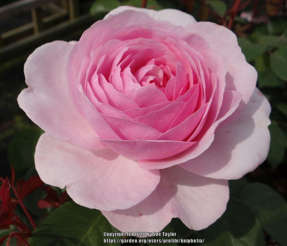 Photo of the bloom of Rose (Rosa 'Olivia Rose Austin') posted by ...