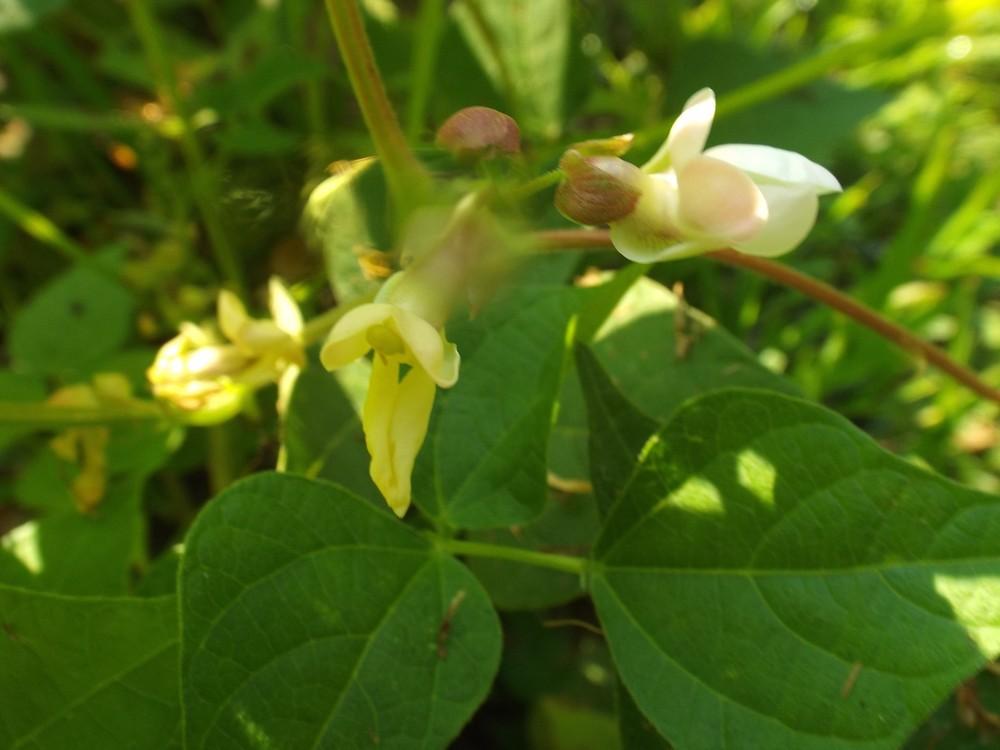 Photo of the bloom of Snap Bean or Dry Bean (Phaseolus vulgaris 'Pink ...