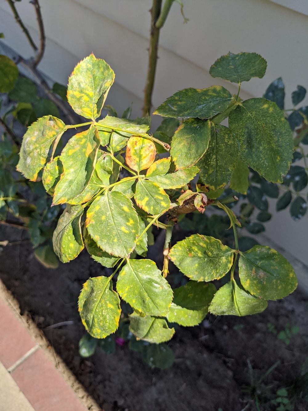 Rose leaf discoloration in the Pests and Diseases forum - Garden.org