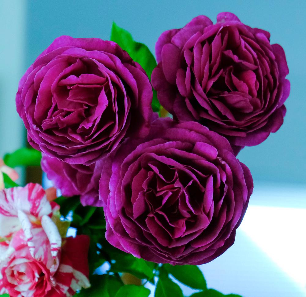 Photo of the bloom of English Shrub Rose (Rosa 'The Prince') posted by ...