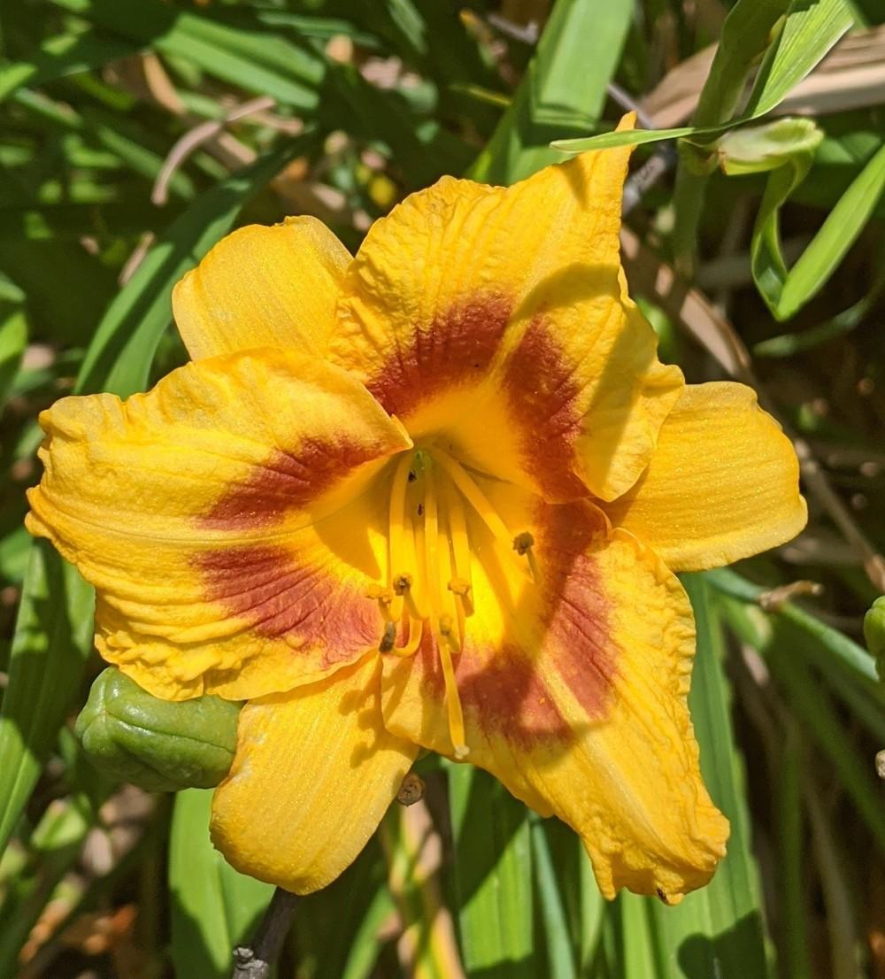 Daylily identification in the Daylilies forum - Garden.org