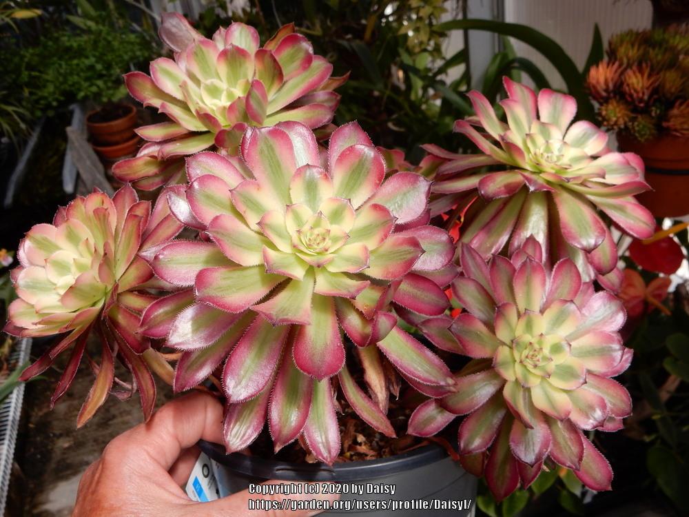 Aeoniums: Plant Care and Collection of Varieties - Garden.org