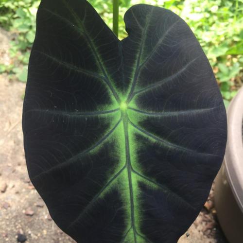 Are Taro Plants Poisonous To Cats And Dogs