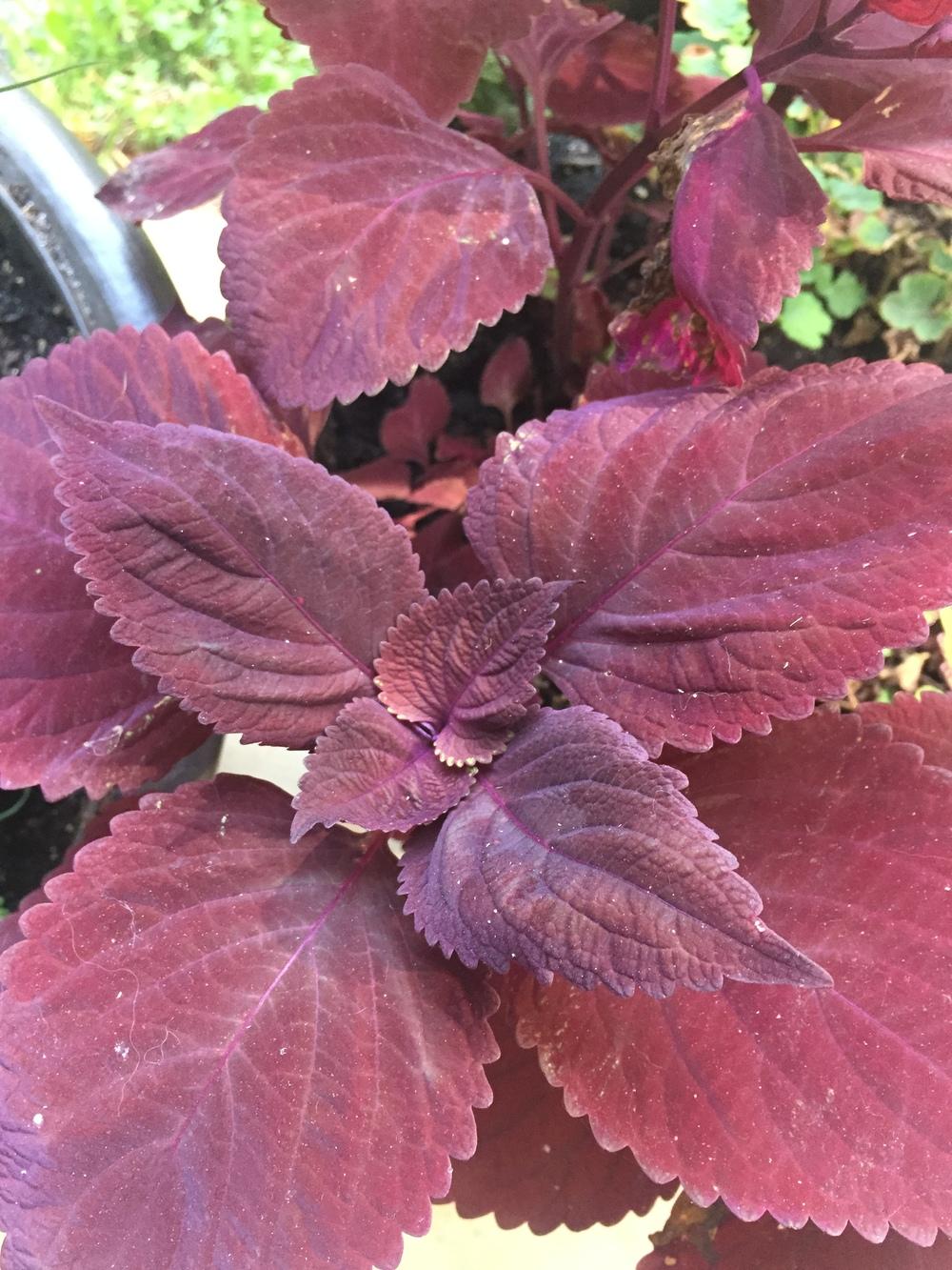 Coleus (Coleus scutellarioides Red Head) in the Coleus Database ...