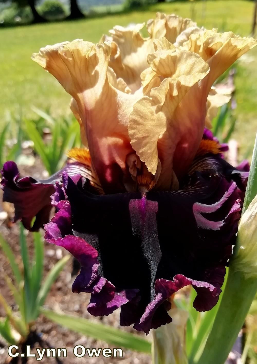 Tall Bearded Iris (Iris 'Volcanic Star') in the Irises Database ...
