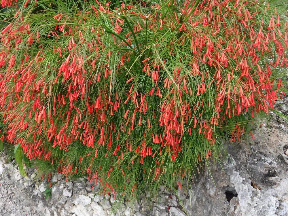 Photo of the bloom of Firecracker Plant (Russelia equisetiformis ...