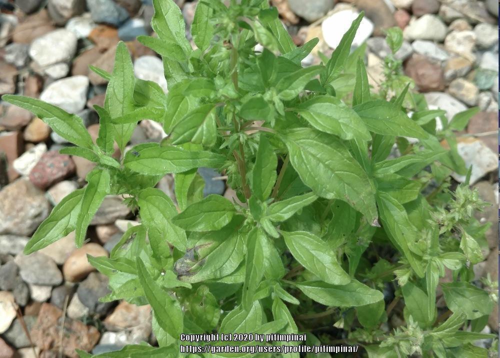 Photo of the entire plant of Pennsylvania pellitory (Parietaria ...