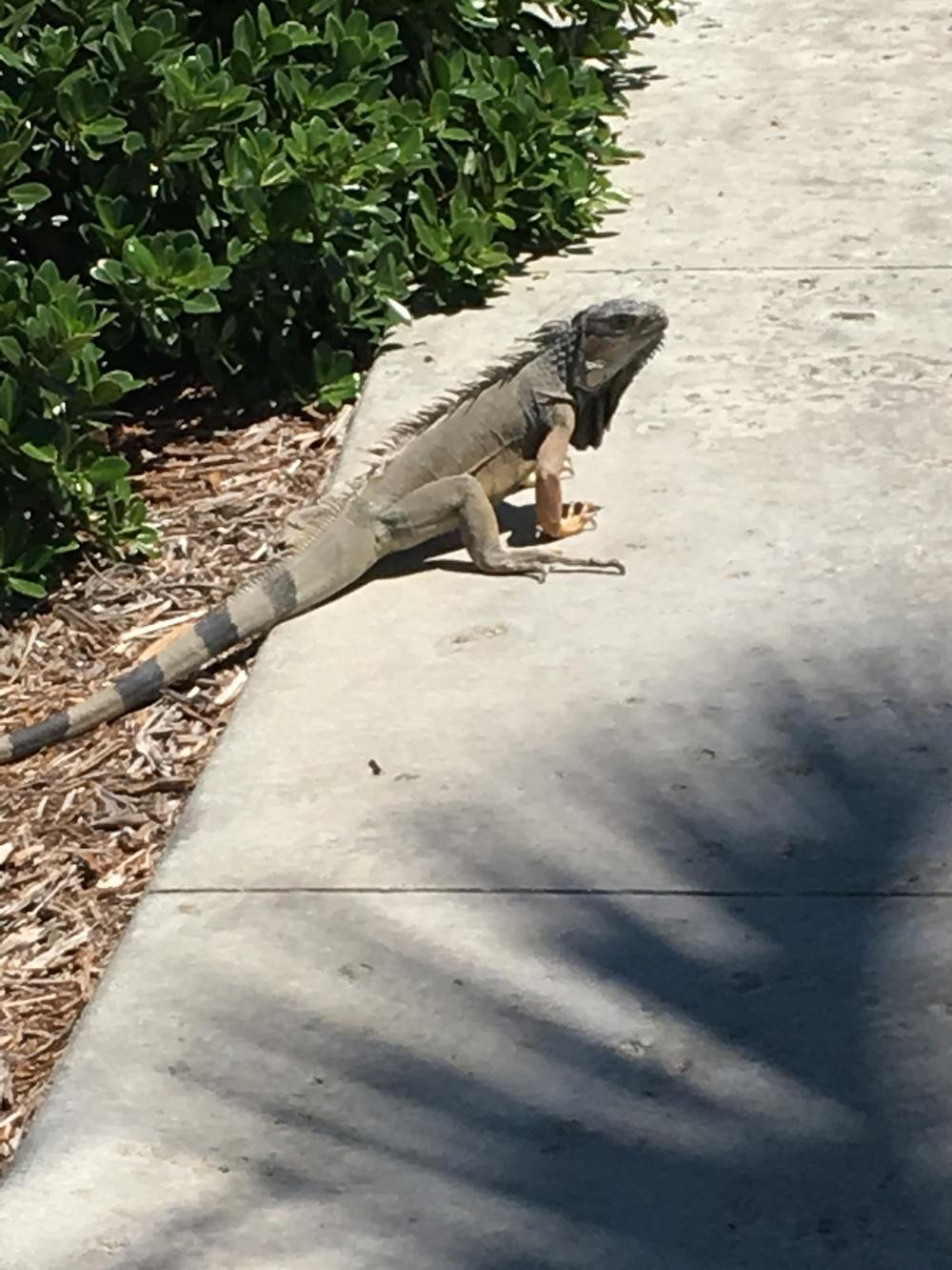 Scientists just captured a record 17-foot-long python in Florida in the ...