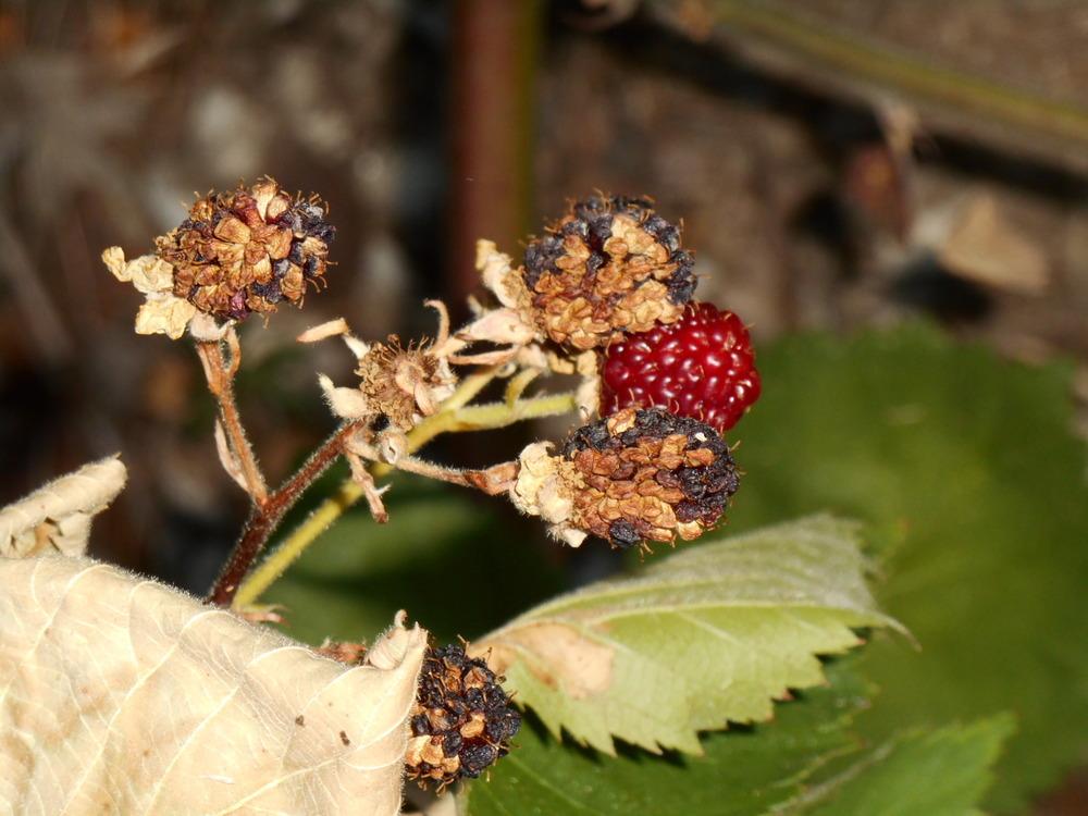 Brown and shriveled blackberries in the Pests and Diseases forum ...