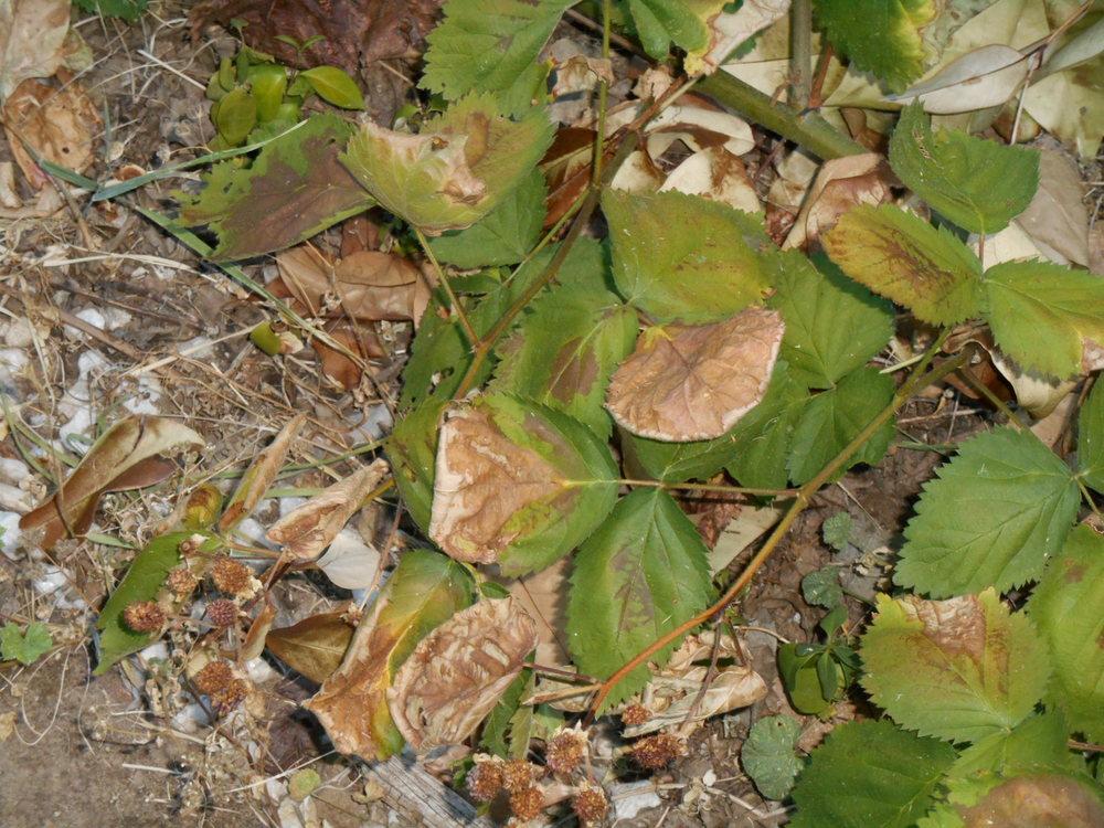 Brown and shriveled blackberries in the Pests and Diseases forum ...