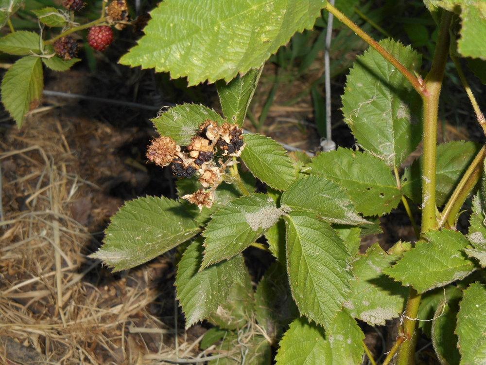Brown and shriveled blackberries in the Pests and Diseases forum ...