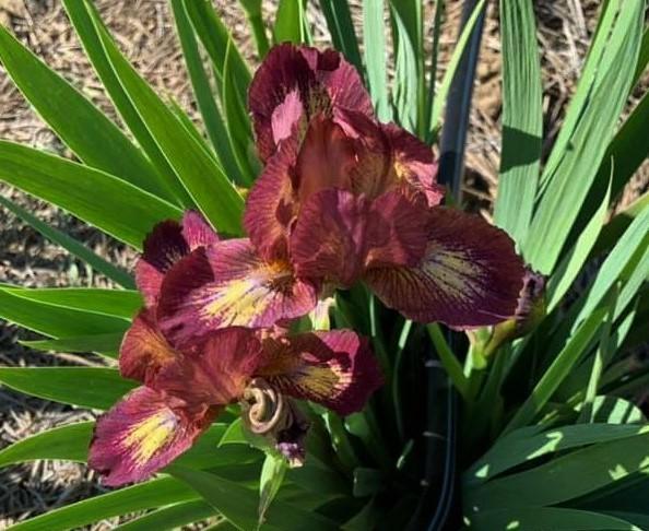 Miniature Dwarf Bearded Iris (Iris 'Be Little') in the Irises Database ...
