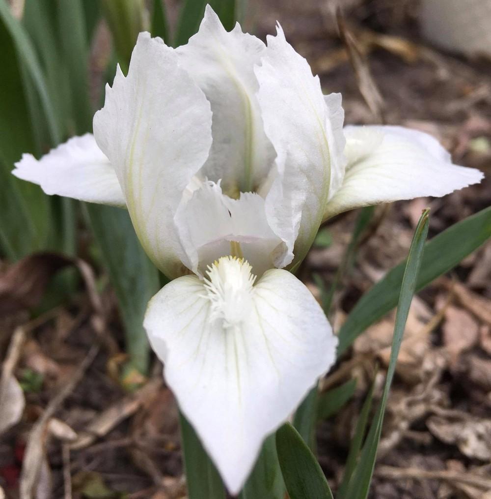 Miniature Dwarf Bearded Iris (Iris 'Bright White') in the Irises ...
