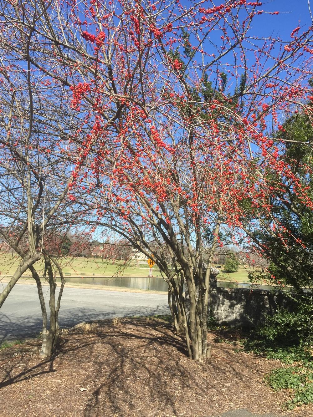 Ilex: Plant Care and Collection of Varieties - Garden.org