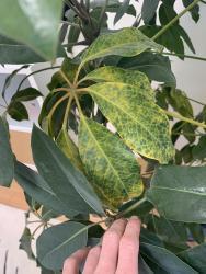 Schefflera problems in the Houseplants forum - Garden.org