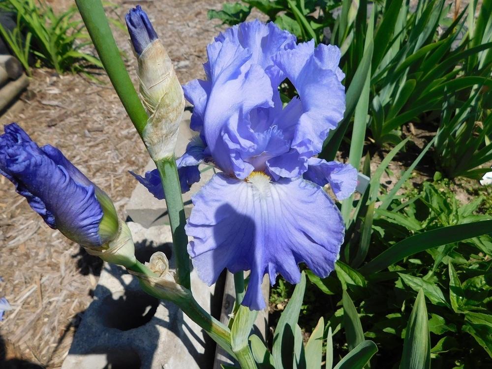Photo of the bloom of Tall Bearded Iris (Iris 'Victoria Falls') posted ...