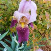 Tall Bearded Iris (Iris 'Indian Chief') in the Irises Database - Garden.org