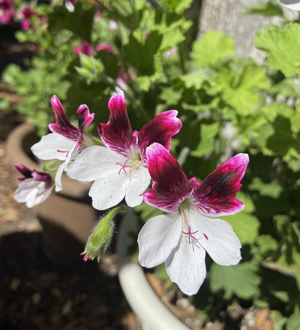 Pelargoniums: Plant Care and Collection of Varieties - Garden.org