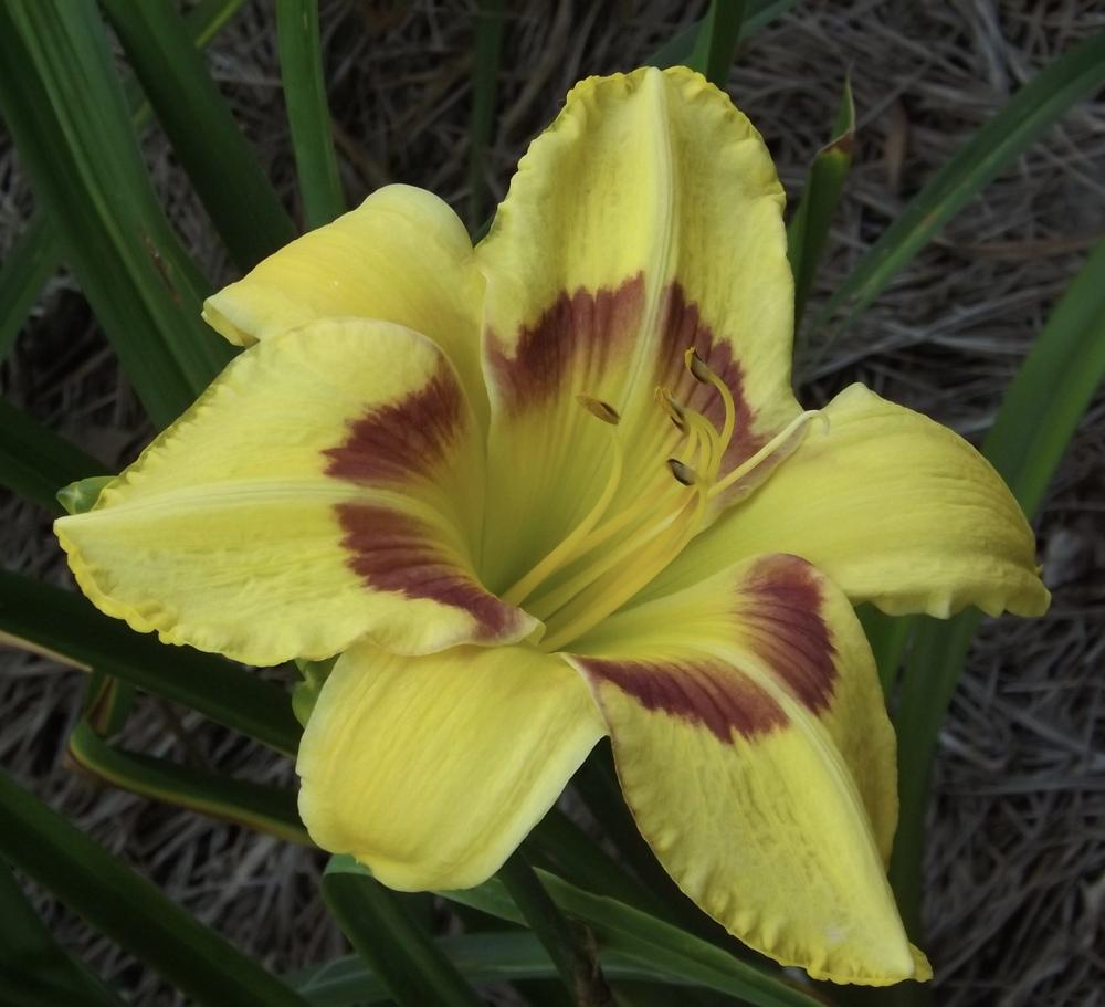 Daylily (Hemerocallis 'King George') in the Daylilies Database - Garden.org