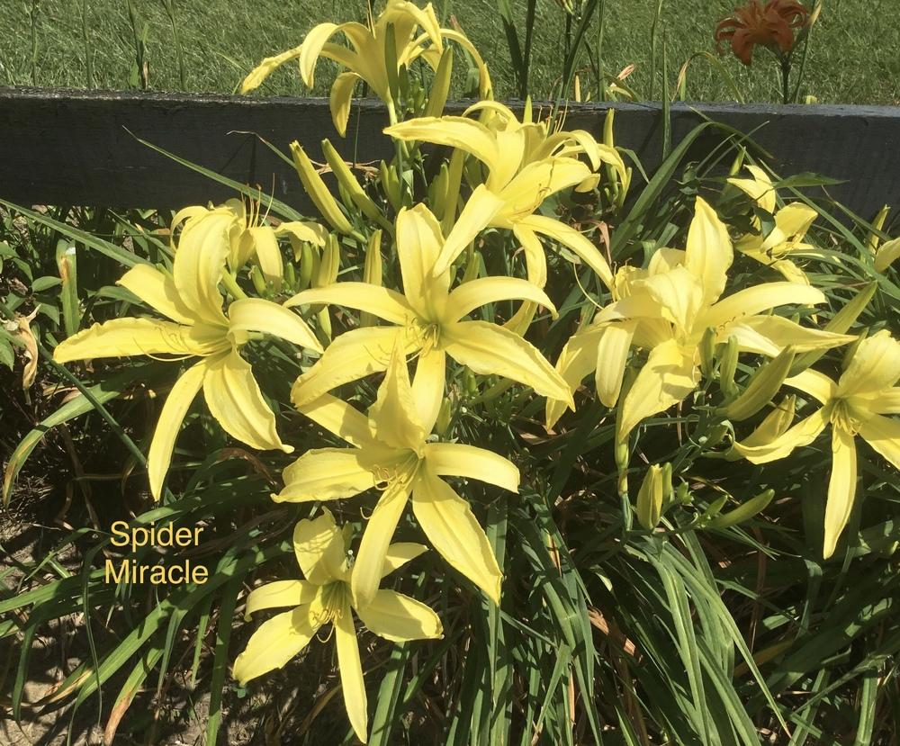 Daylily (Hemerocallis 'Spider Miracle') in the Daylilies Database ...