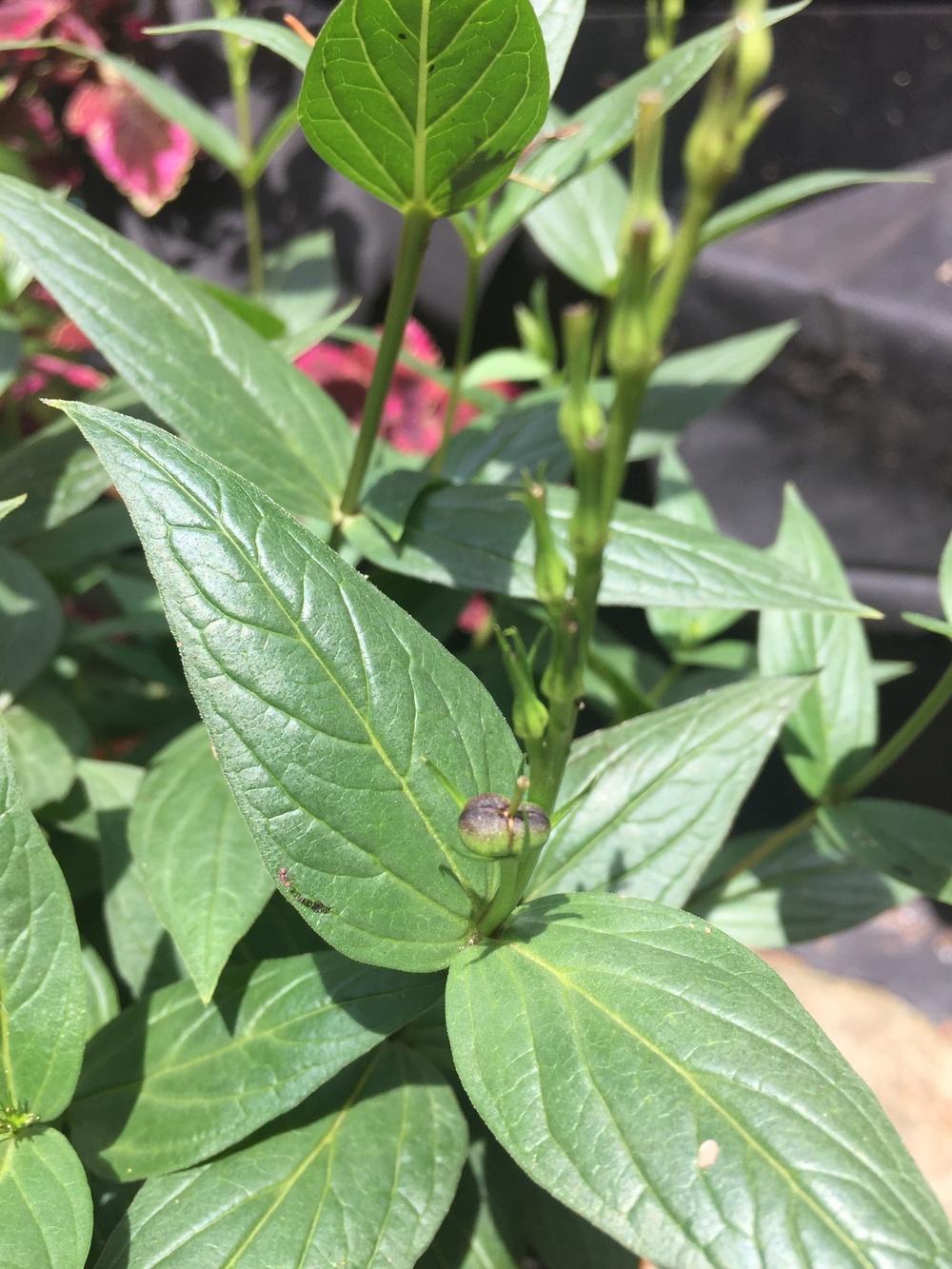 Photo of the seed pods or heads of Indian Pink (Spigelia marilandica ...