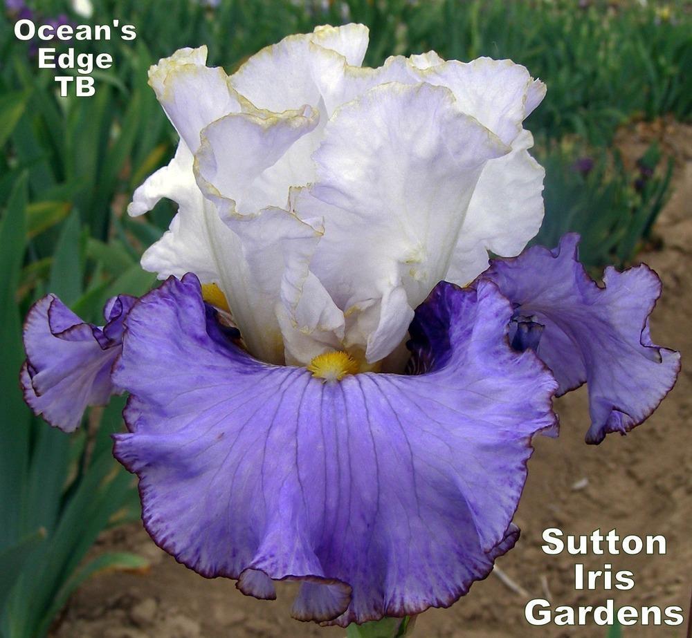 Photo of the bloom of Tall Bearded Iris (Iris 'Ocean's Edge') posted by ...