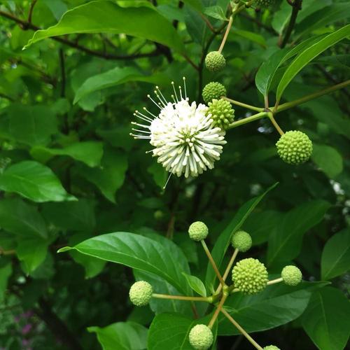 Buttonbush (Cephalanthus occidentalis 'Sputnik') - Garden.org