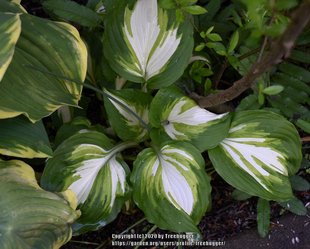 Hosta 'Rare Breed' in the Hostas Database - Garden.org