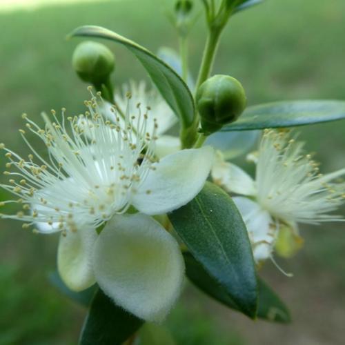 Myrtle (Myrtus communis 'Compacta') - Garden.org