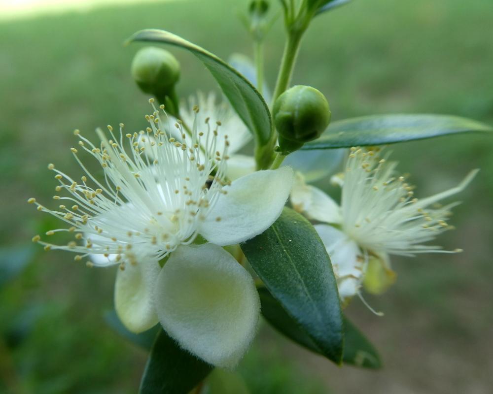 Myrtle (Myrtus communis 'Compacta') - Garden.org