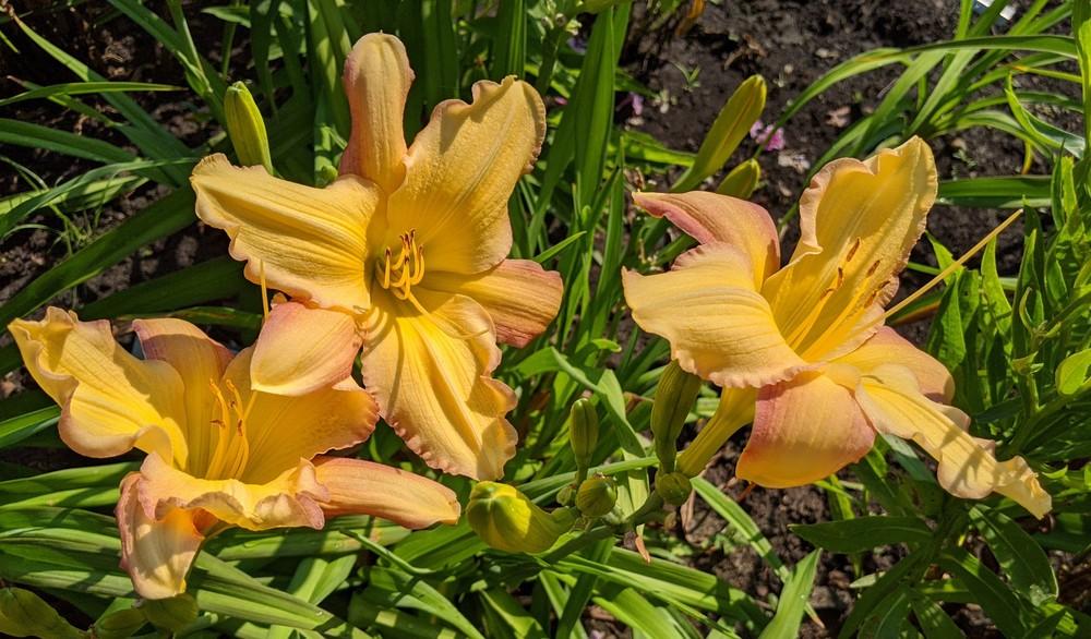 Daylily (Hemerocallis 'Painter's Splash') in the Daylilies Database - Garden.org