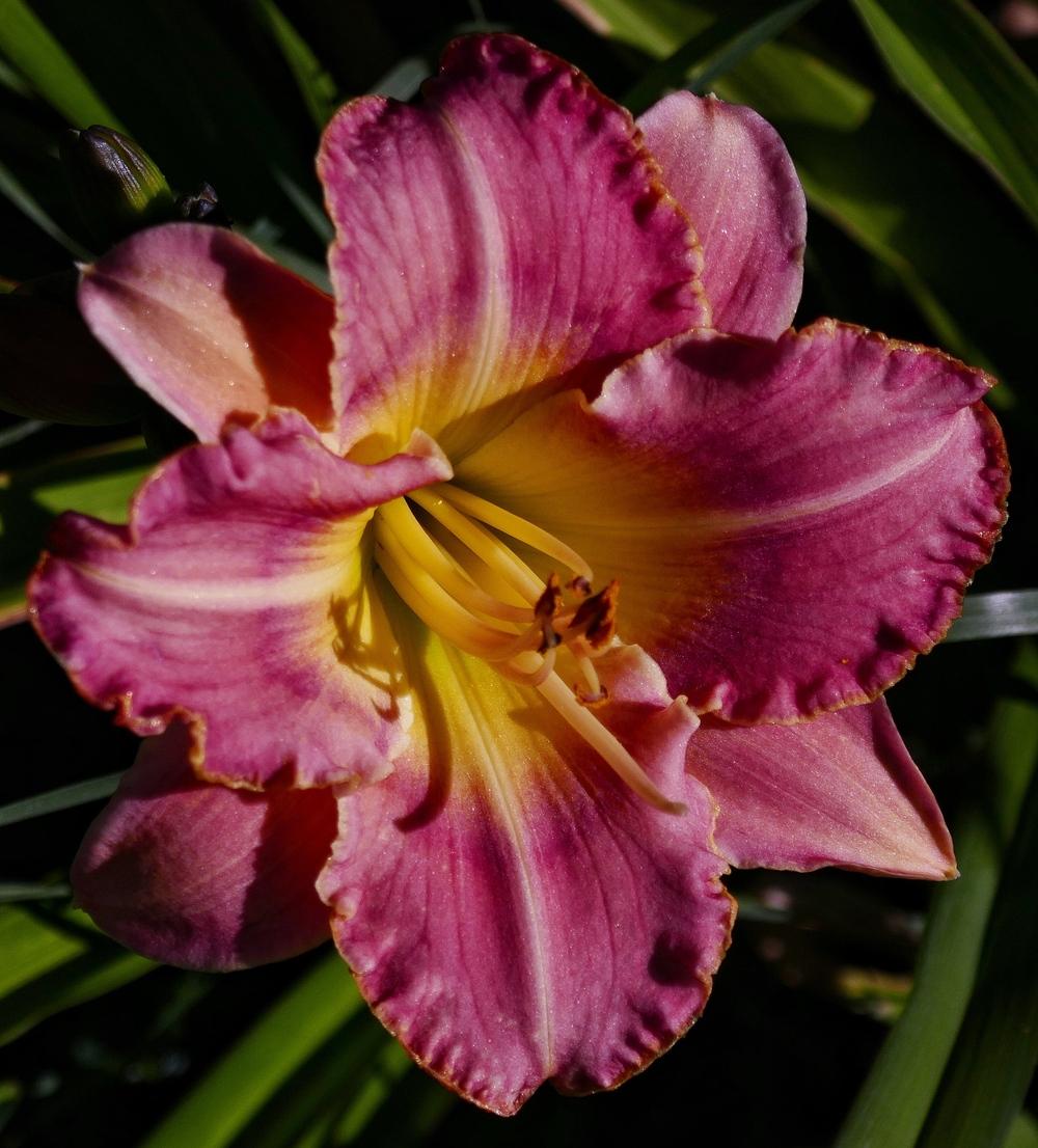 Daylily (Hemerocallis 'Fan Club') in the Daylilies Database - Garden.org