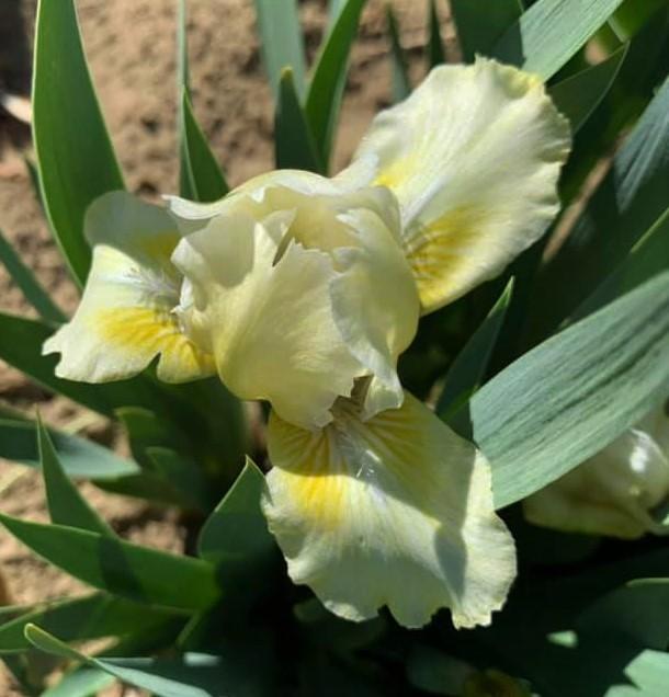 Miniature Dwarf Bearded Iris (Iris 'Daisy Fresh') in the Irises ...