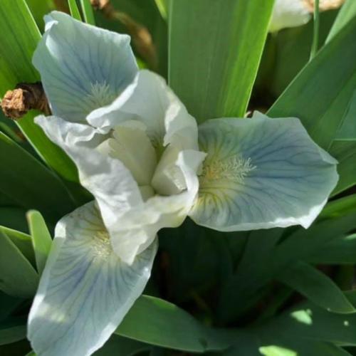 Miniature Dwarf Bearded Iris (Iris 'Delft Elf') in the Irises Database ...