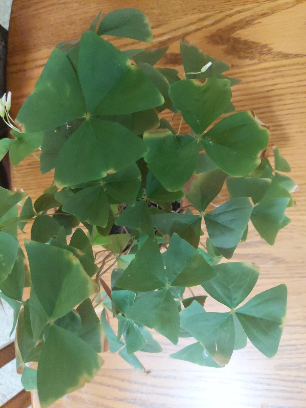 Yellow spots on my shamrock leaves in the Ask a Question forum - Garden.org