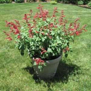 Salvia 'Roman Red' in the Salvias Database - Garden.org