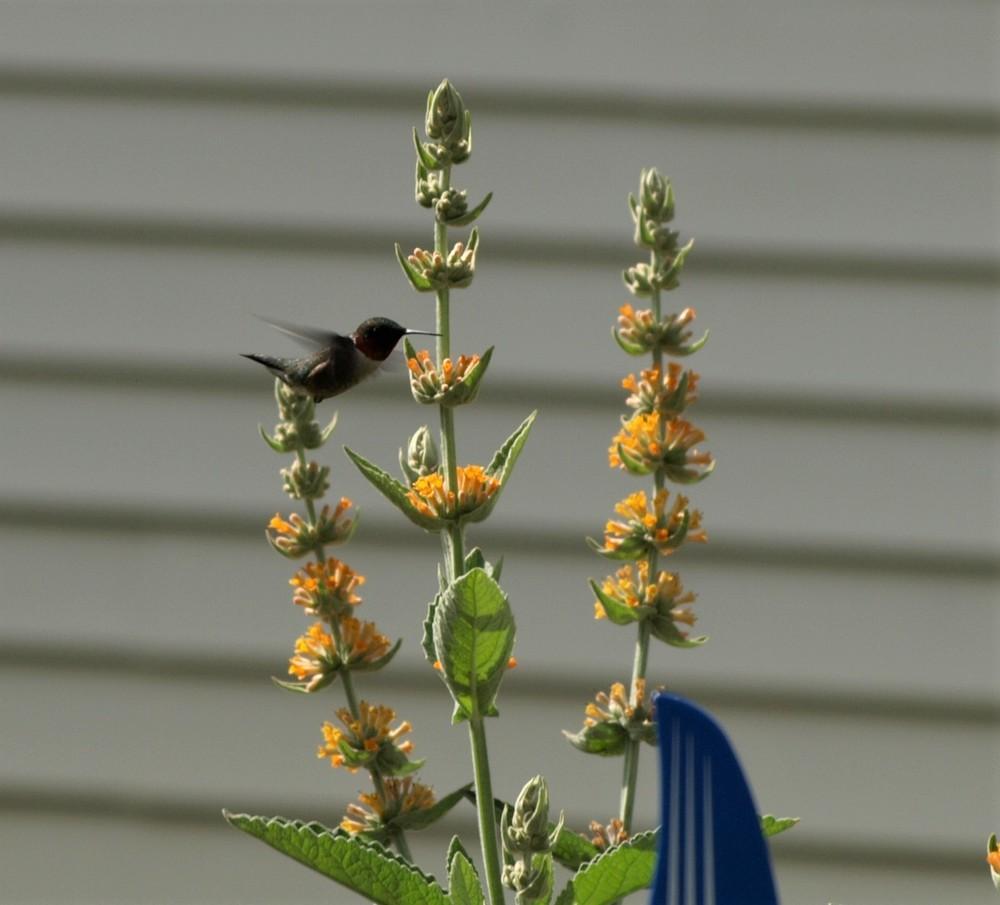 Photo of the bloom of Butterfly Bush (Buddleja 'Orange Sceptre') posted ...