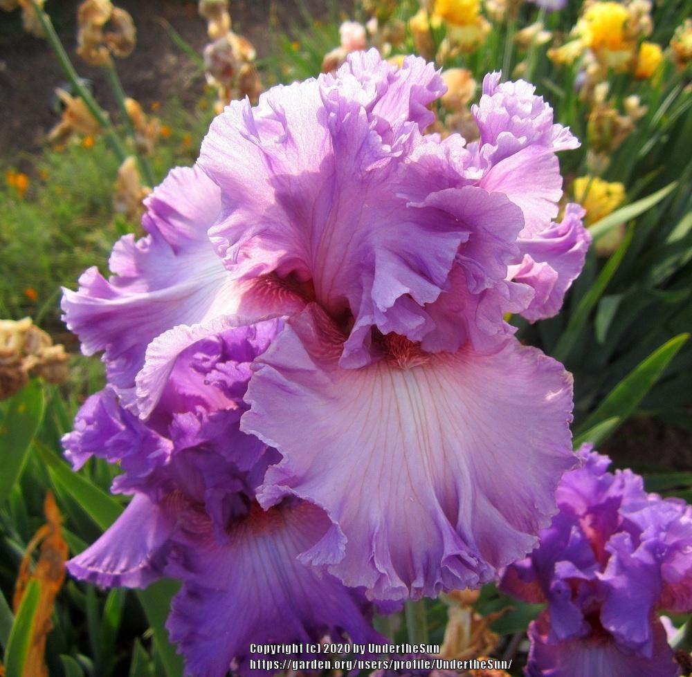 Photo of the bloom of Tall Bearded Iris (Iris 'Fan Letter') posted by ...