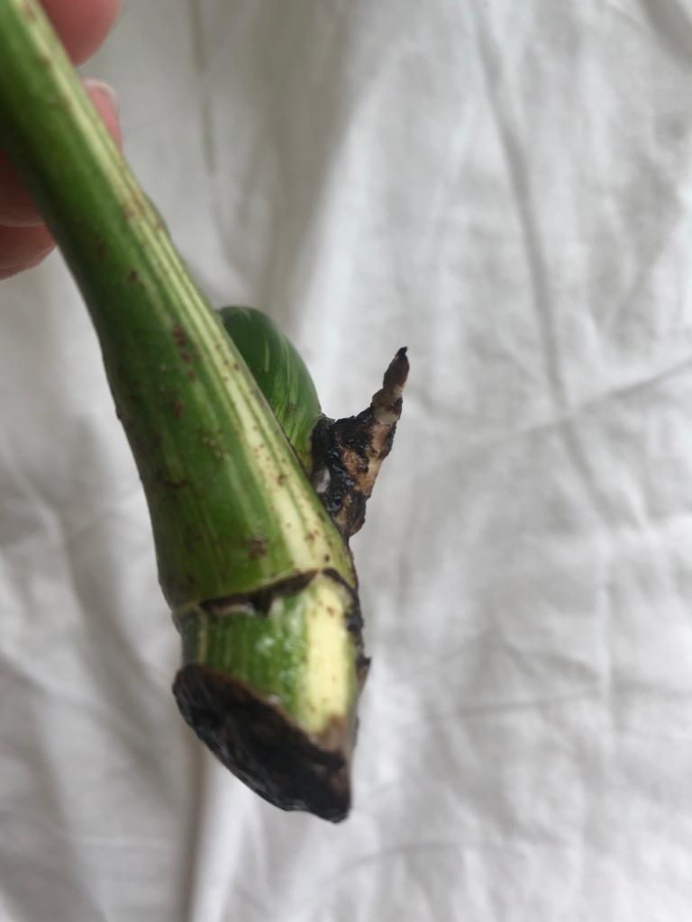 rotting variegated Monstera propagation in the Propagation forum ...
