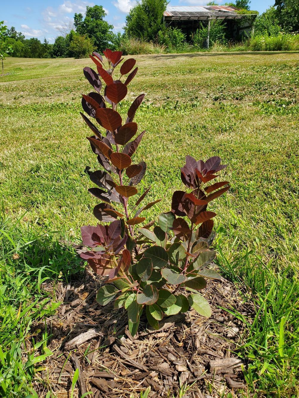 Smoketrees: Plant Care and Collection of Varieties - Garden.org